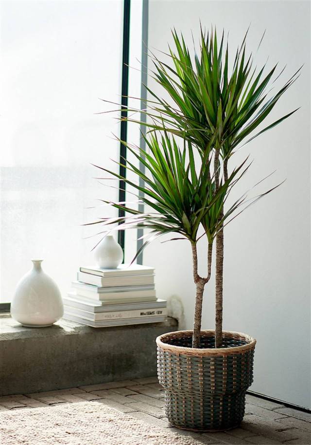 50 nombres de plantas de interior bonitas y sus fotos (en orden alfabético)