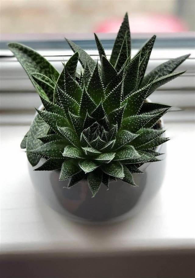 50 nombres de plantas de interior bonitas y sus fotos (en orden alfabético)