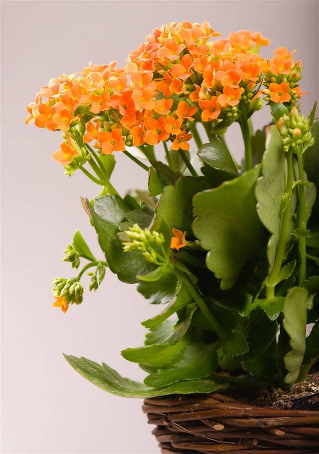 18 plantas suculentas con flor (bonitas y muy resistentes)