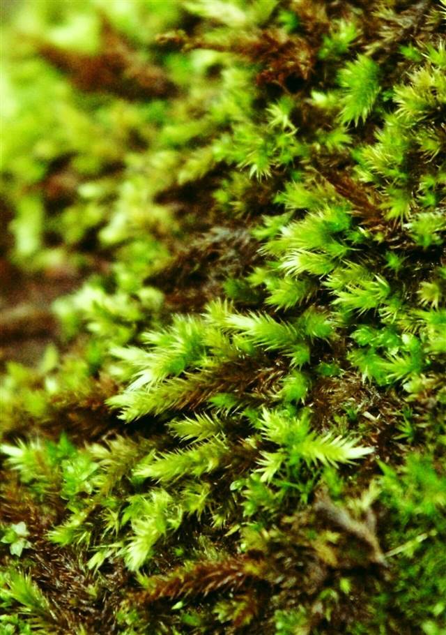 12 plantas de Navidad preciosas más allá de la flor de Pascua