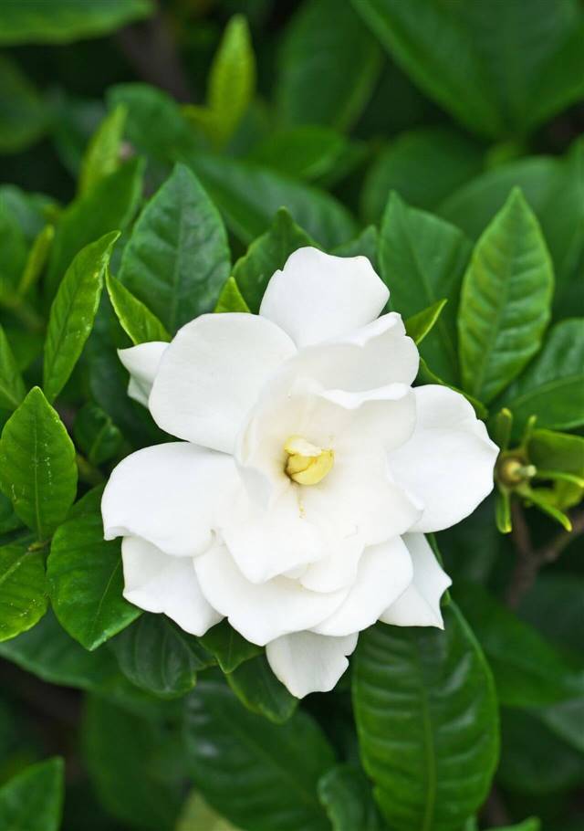 50 nombres de flores y su significado