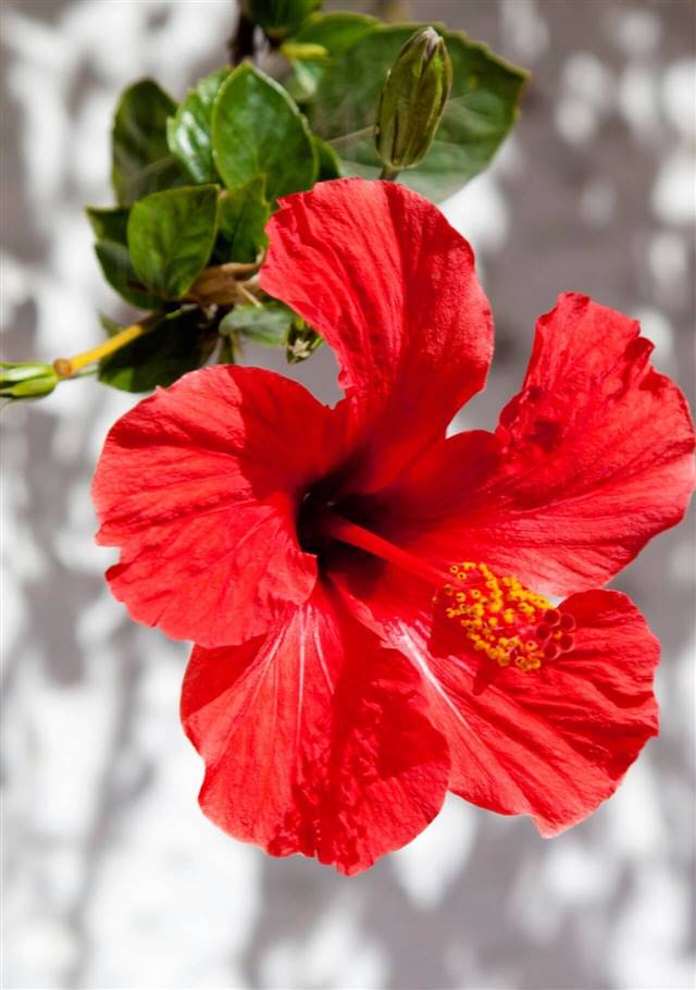 50 nombres de flores y su significado