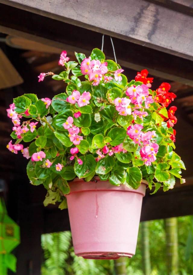 50 nombres de flores y su significado