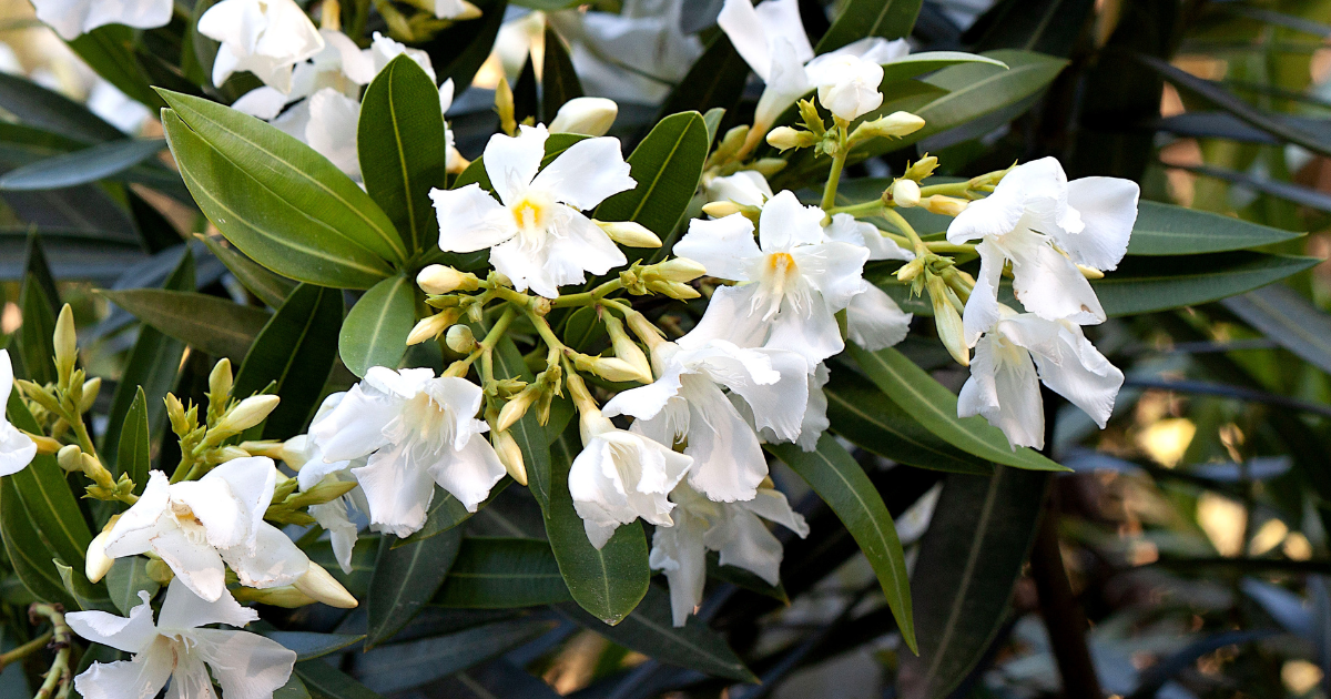 10 plantas trepadoras con flor en tendencia para decorar balcones y ...