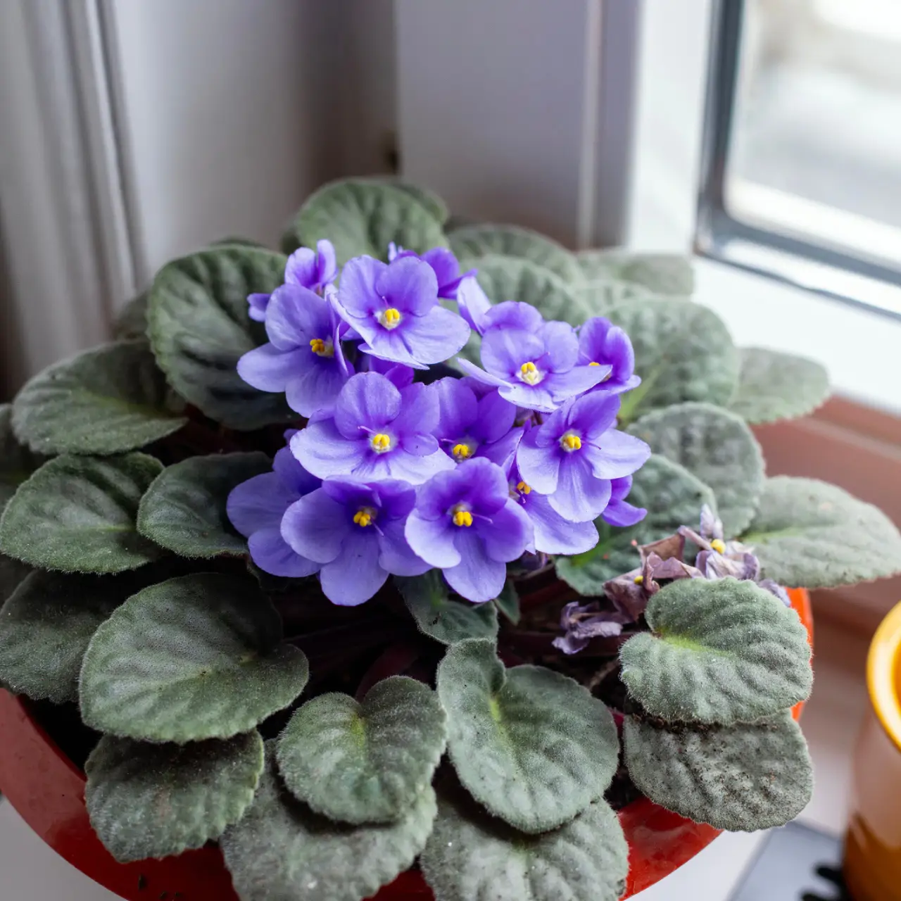 Nombres De Flores En Orden Alfabetico