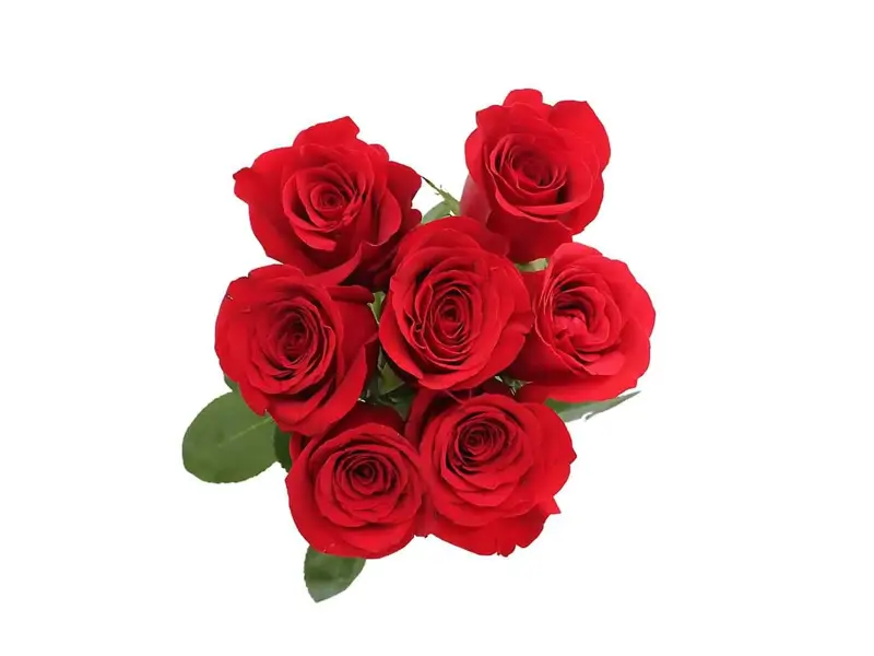 6 ramos de flores de Lidl desde 2 euros para el Día de Todos los Santos ...